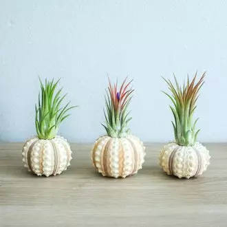 Air Plant Container - 3 Sputnik Urchins-ի հավաքածու Ionantha Air Plants-ով