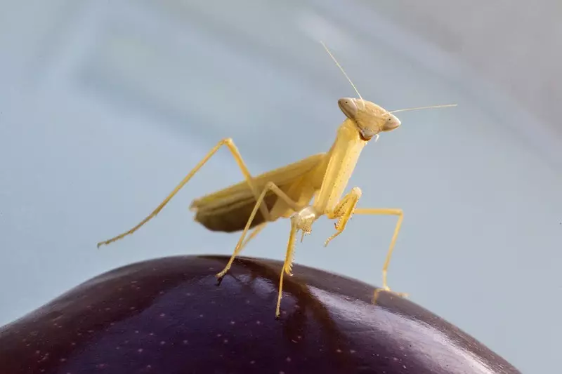 رۇت بەدېر گىنسبۇرگنىڭ ئىسمى بىلەن ئاتالغان مانتىسنى دۇئا قىلىش ھازىر ھايۋاناتلار باغچىسىدىكى ئەڭ قالتىس ئەزا بولۇپ قالدى 151596_1