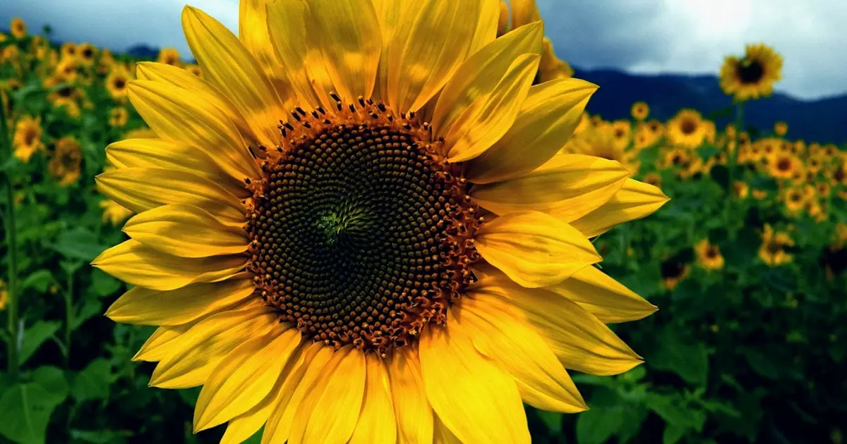 Itong Mga Benepisyo ng Sunflower Oil Para sa Balat at Buhok ay Muling Pag-iisipan Ang Iyong Katapatan Sa Olive Oil