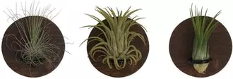 Ollie West Air Plants эзэмшигч (3 багц)