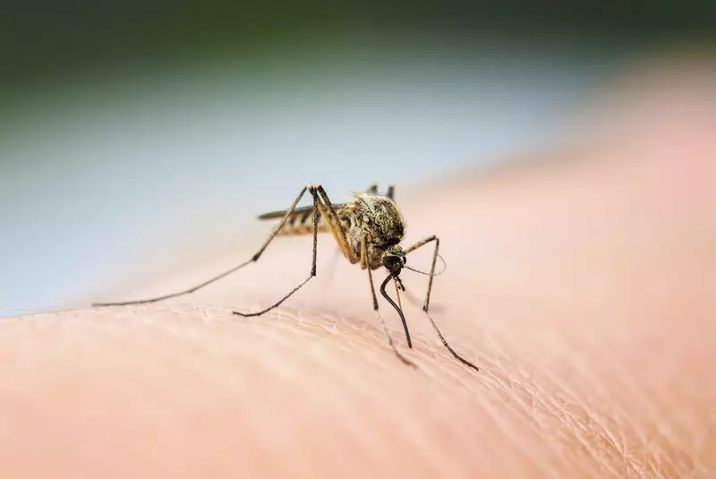 نيو Zika سفر جون هدايتون صرف جاري ڪيون ويون آهن ۽ هتي آهي جيڪو توهان کي ڄاڻڻ جي ضرورت آهي 252825_1