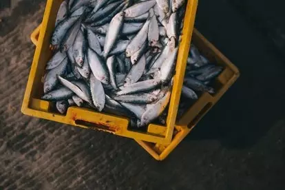 13 lëndë ushqyese që përmirësojnë shëndetin e flokëve dhe ku mund t'i gjeni ato, sipas ekspertëve 3939_3