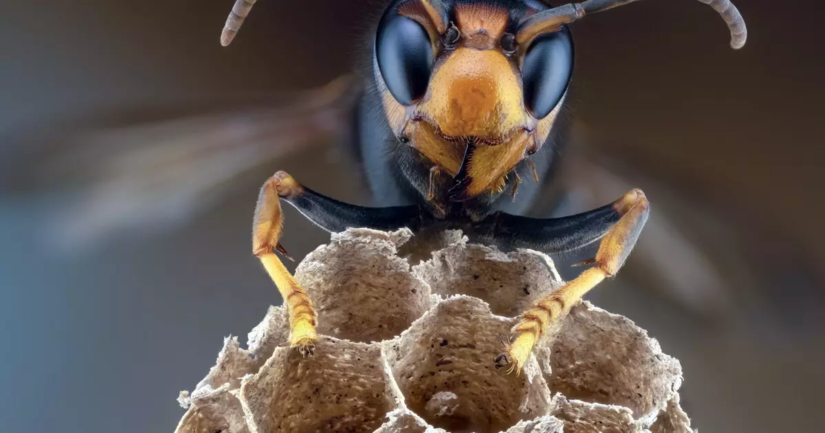 ABŞ-da Hornetlərin öldürülməsi təhlükəlidir, lakin entomoloqlar çaxnaşma etməyin