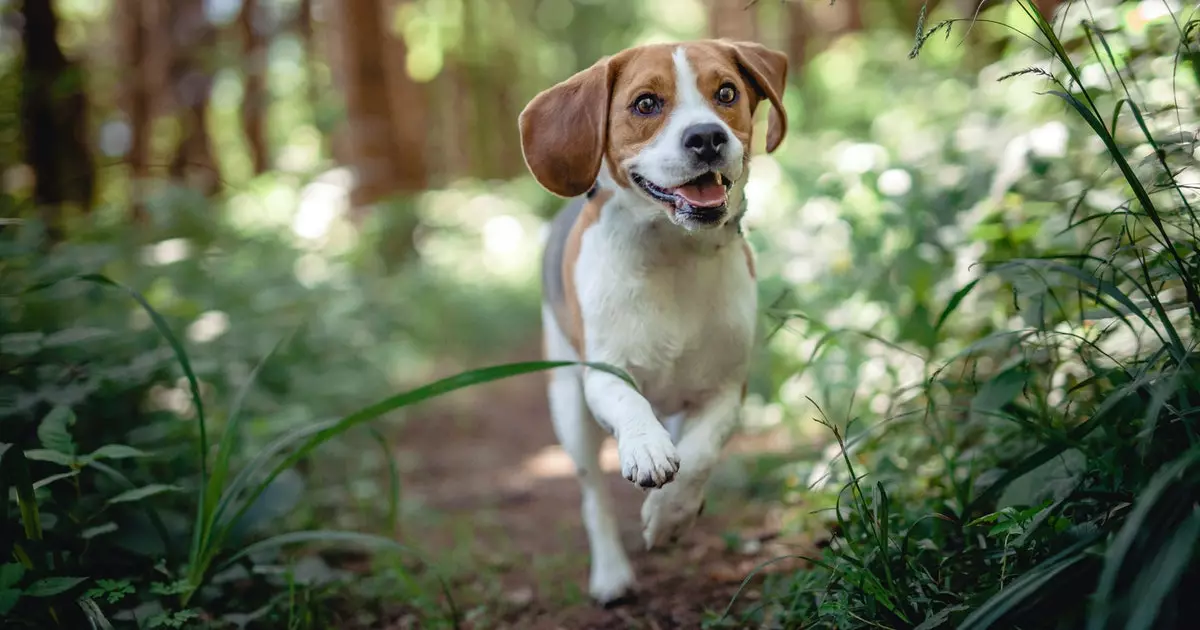 Cara Melindungi Anjing Anda Daripada Kutu Musim Ini, Menurut Doktor Veterinar