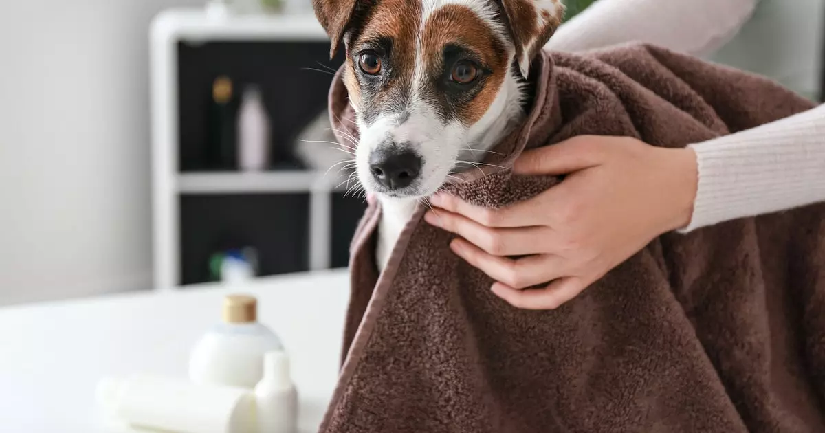 Anduk Anjing Ieu Gancang Anak Anjing Anjeun Gancang Janten * Ulah * Ngadamel Kakacauan Saatos Unggal Mandi