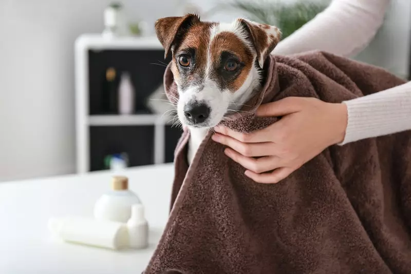 Tyto psí ručníky rychle vysuší vaše štěně, aby *nedělali* nepořádek po každé koupeli 712_1