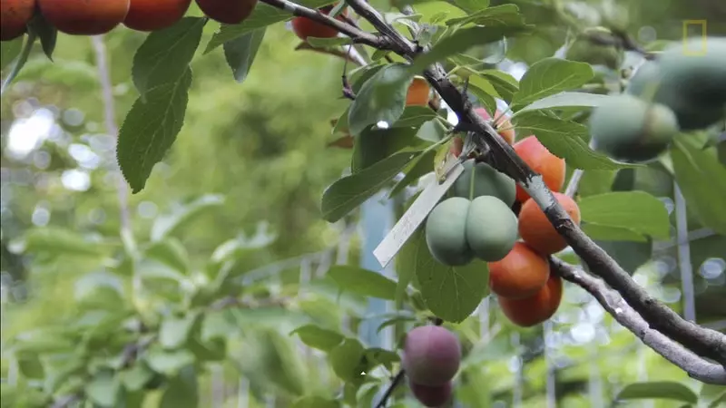 Árbol produce 40 frutas diferentes, y es la ciencia ficción más deliciosa que jamás hayas visto — VIDEO 79666_1